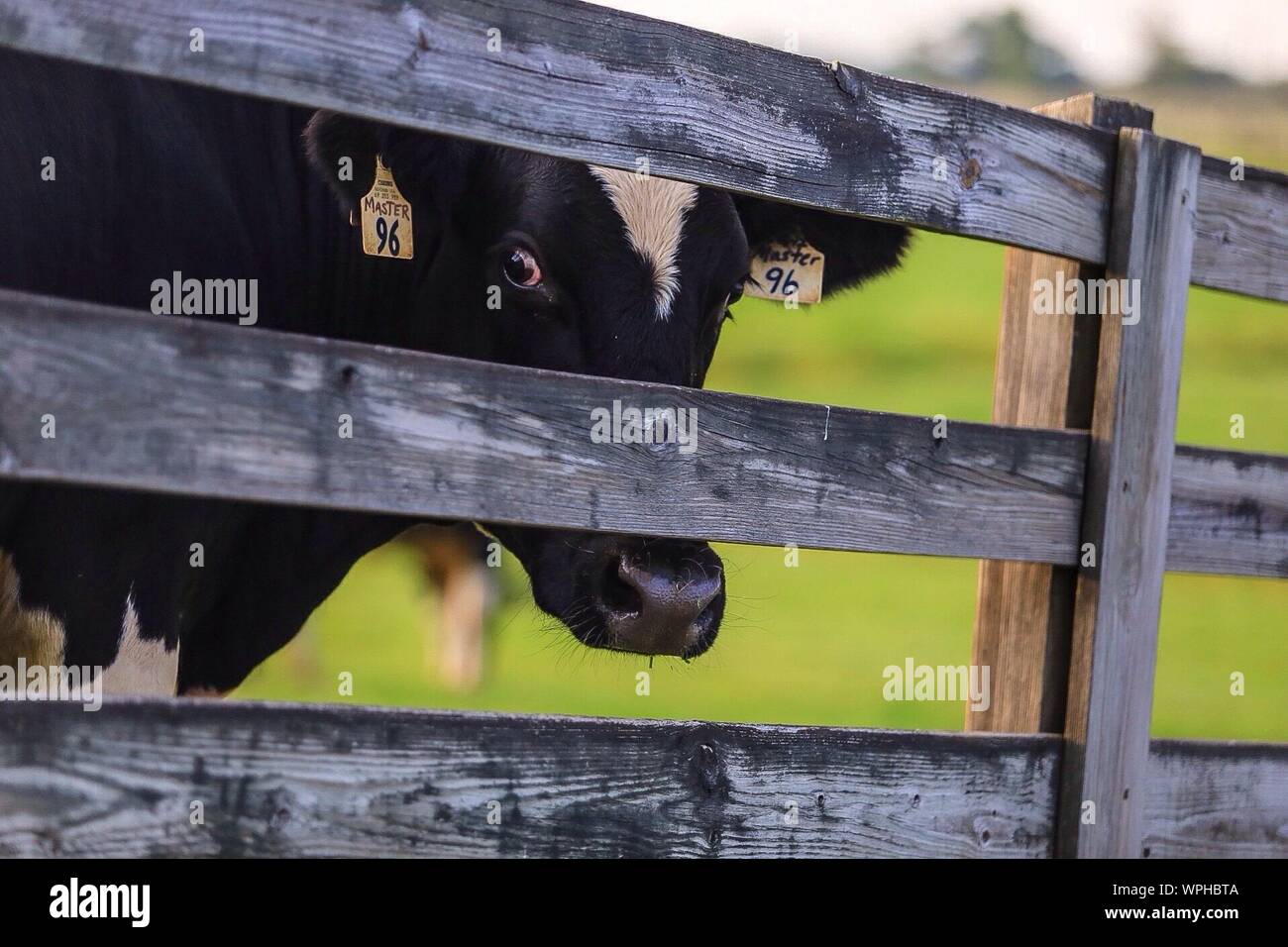 Cow looking through fence hi-res stock photography and images - Alamy