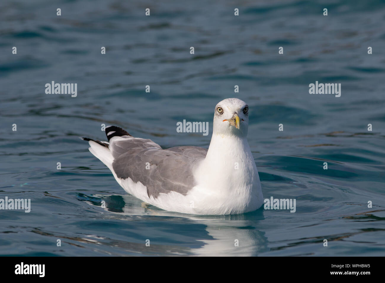 Wildlife in Sardinia, Sardegna, Italy Stock Photo - Alamy