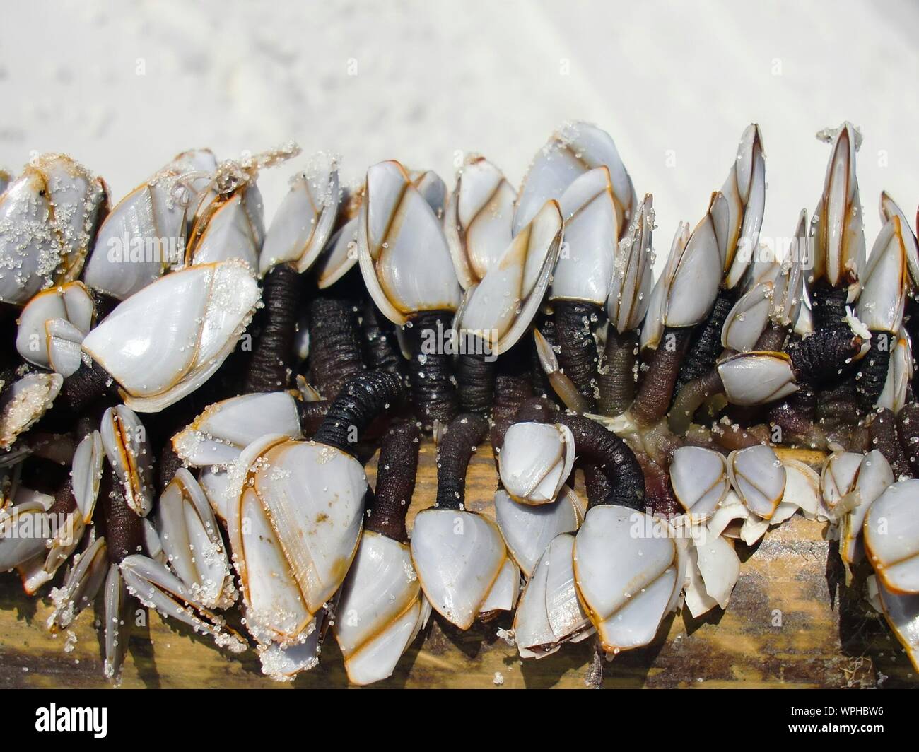 Large barnacles hi-res stock photography and images - Alamy