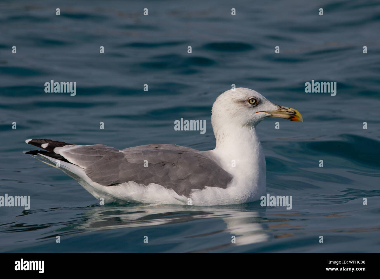 Wildlife in Sardinia, Sardegna, Italy Stock Photo - Alamy