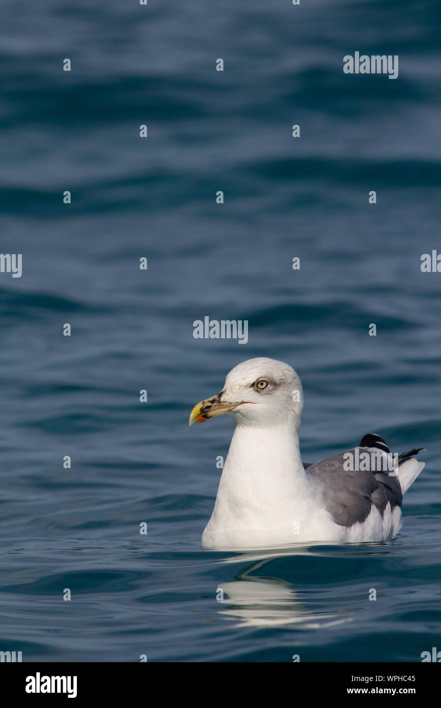 Wildlife in Sardinia, Sardegna, Italy Stock Photo - Alamy