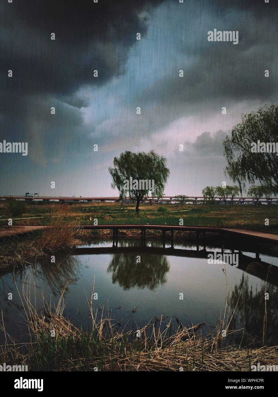 Dark pond of water plants hi-res stock photography and images - Alamy