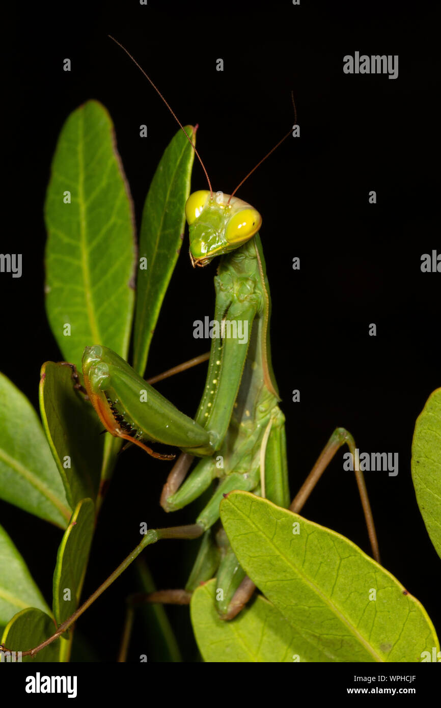 European mantis (Mantis religiosa) in Sardinia, Sardegna, Italy Stock ...