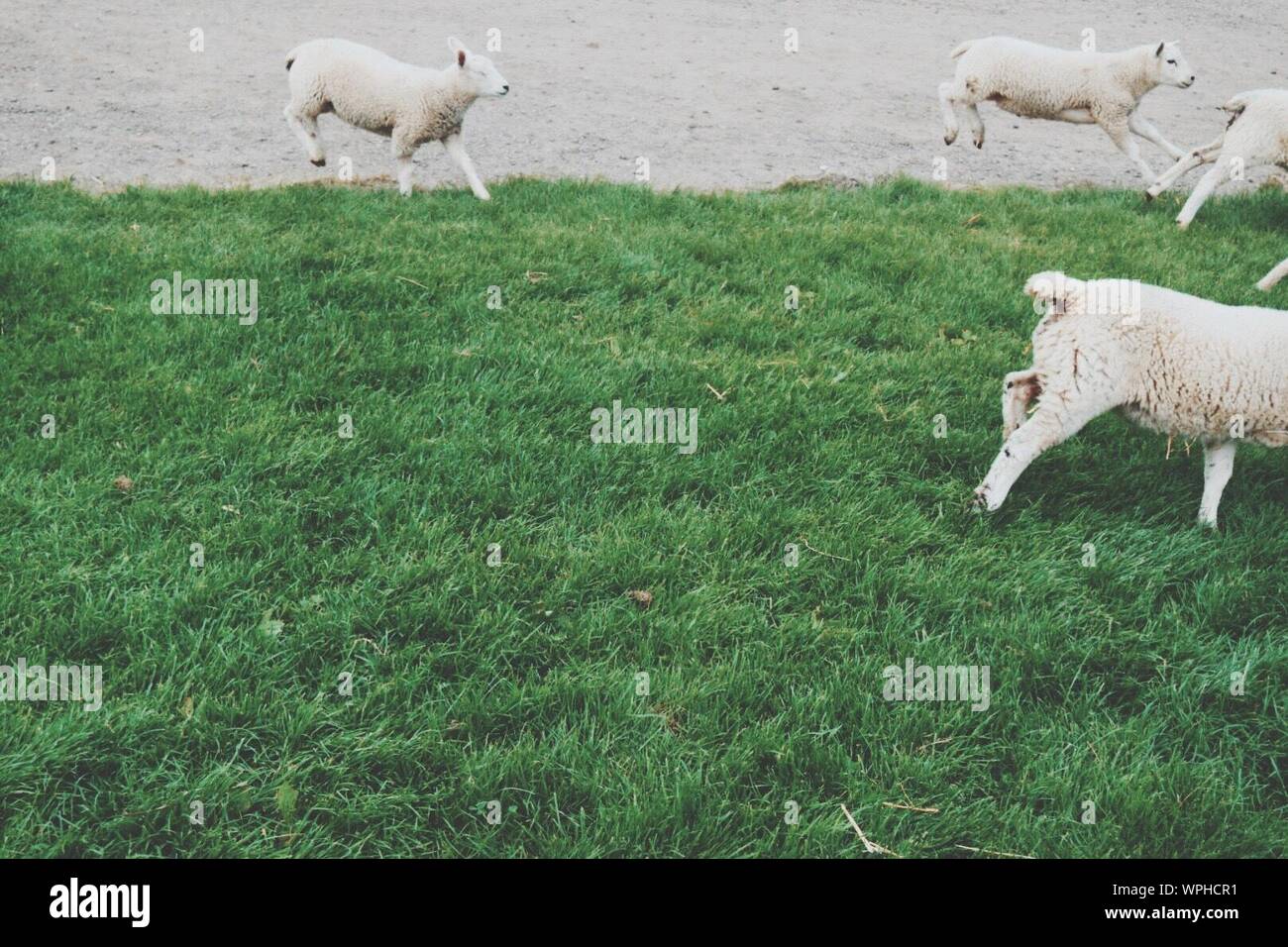 Sheep on grassland hi-res stock photography and images - Alamy