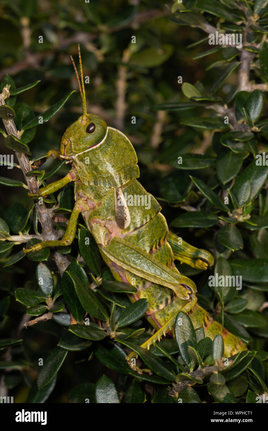 Pamphagus sardeus hi-res stock photography and images - Alamy