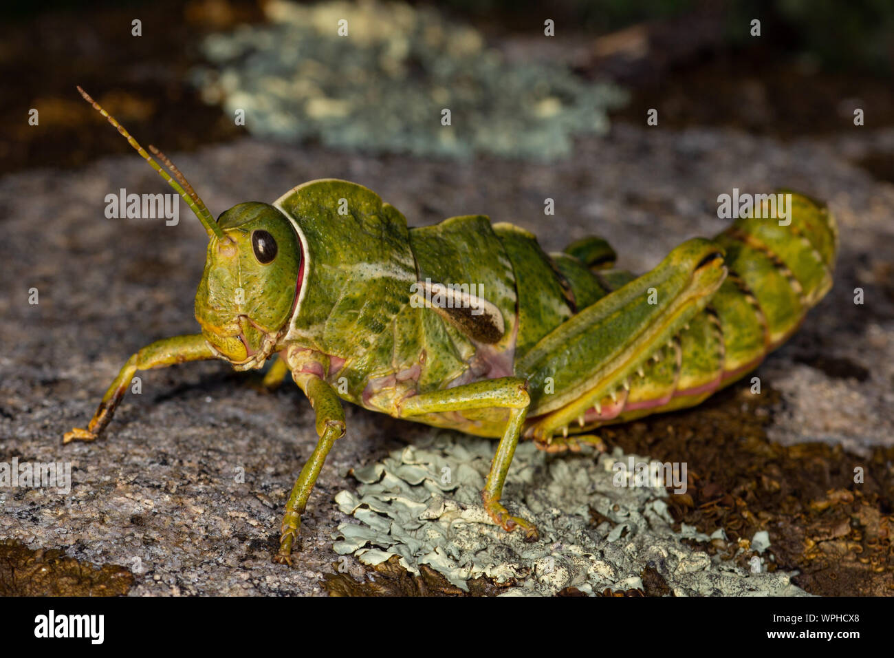 Close up of a Sardinian Stone Grasshopper (Pamphagus sardeus) in ...