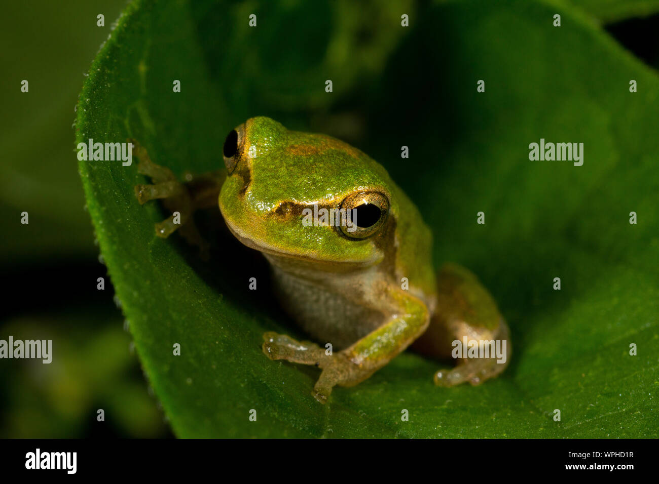 Bright green Sardinian / Tyrrhenian tree frog (Hyla sarda) on a green ...