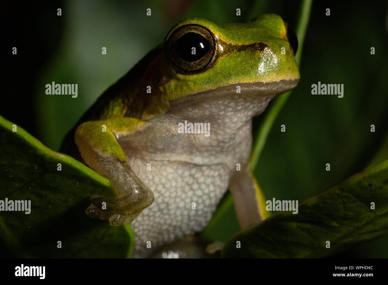 Bright green Sardinian / Tyrrhenian tree frog (Hyla sarda) on a green ...