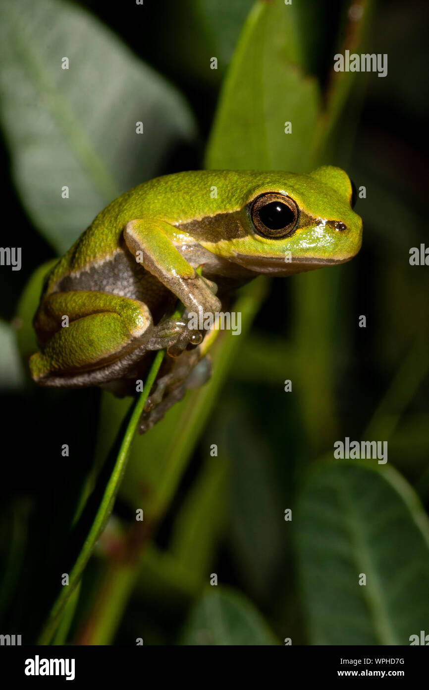 Bright green Sardinian / Tyrrhenian tree frog (Hyla sarda) on a green ...