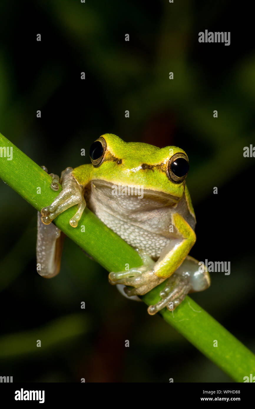 Bright green Sardinian / Tyrrhenian tree frog (Hyla sarda) on a green ...