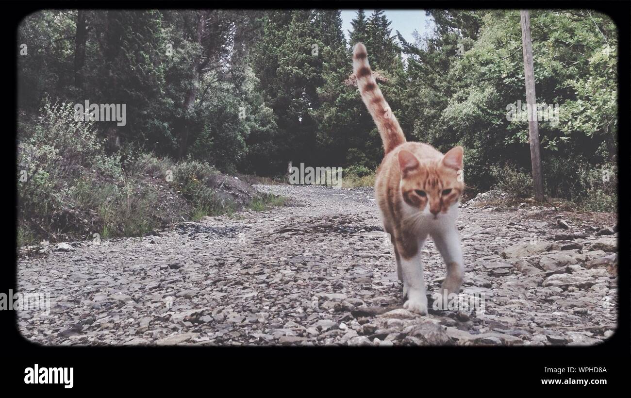 Cat pathway hi-res stock photography and images - Alamy