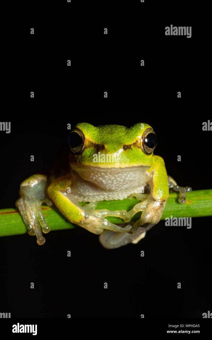 Bright green Sardinian / Tyrrhenian tree frog (Hyla sarda) at night in ...