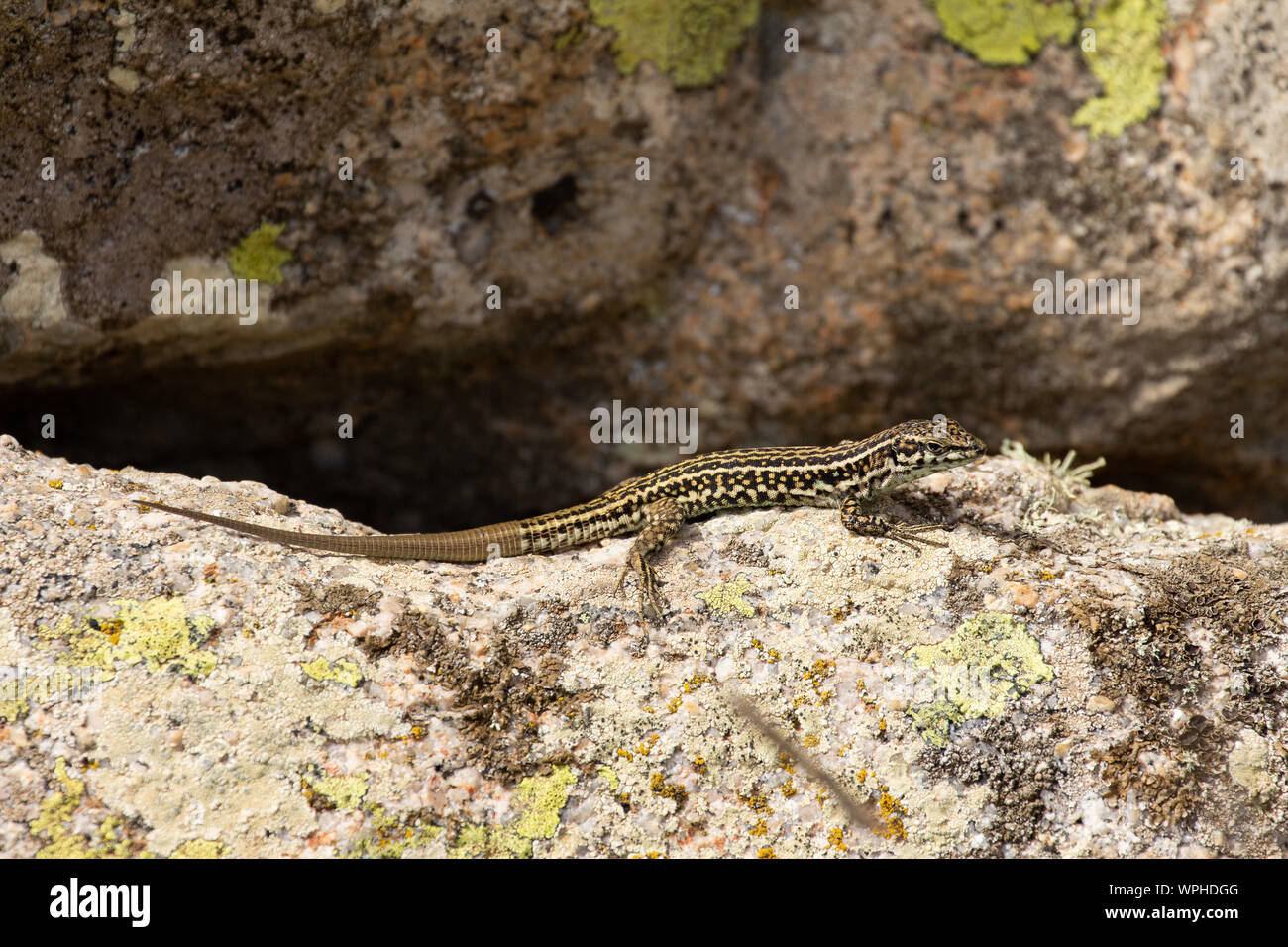 Wildlife in Sardinia, Sardegna, Italy Stock Photo - Alamy
