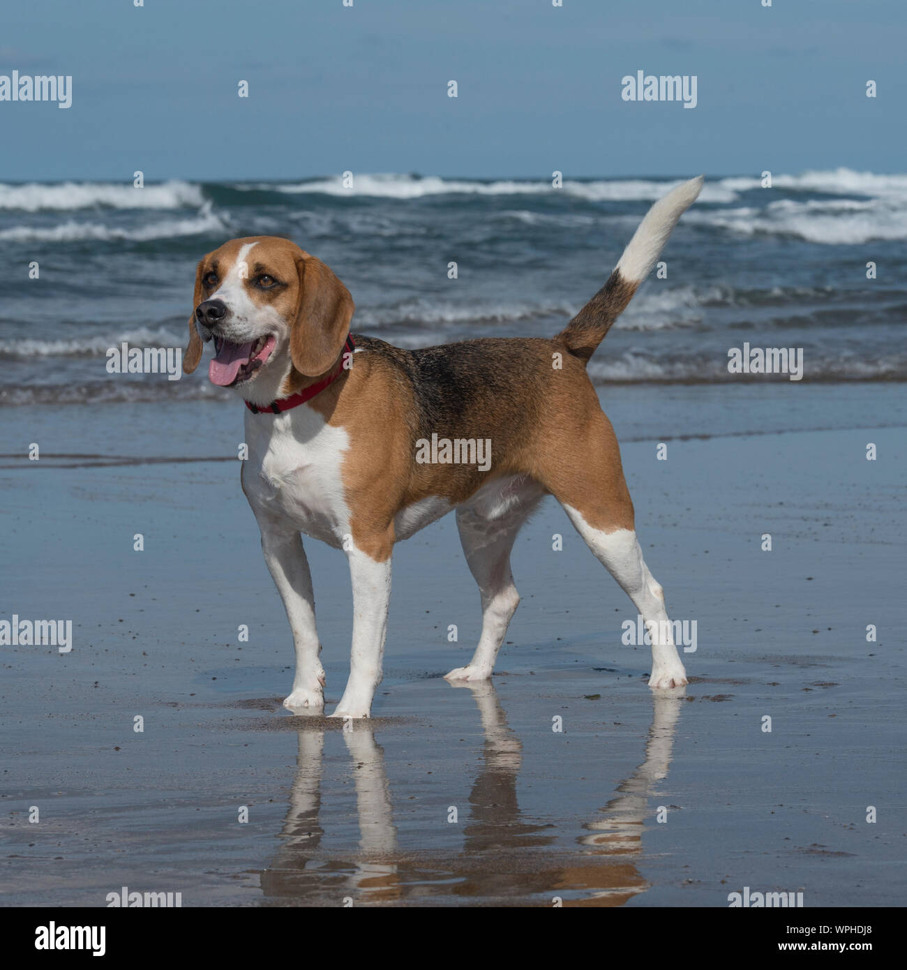 Beagle profile hi-res stock photography and images - Alamy