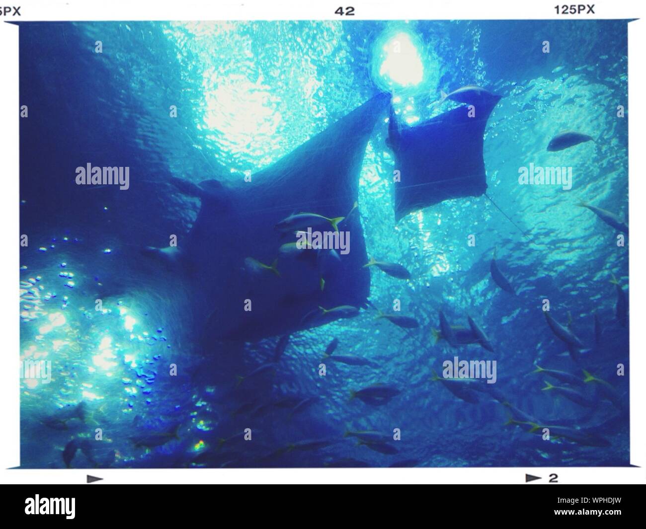 Fish swimming in sea animals in wild Cut Out Stock Images & Pictures ...