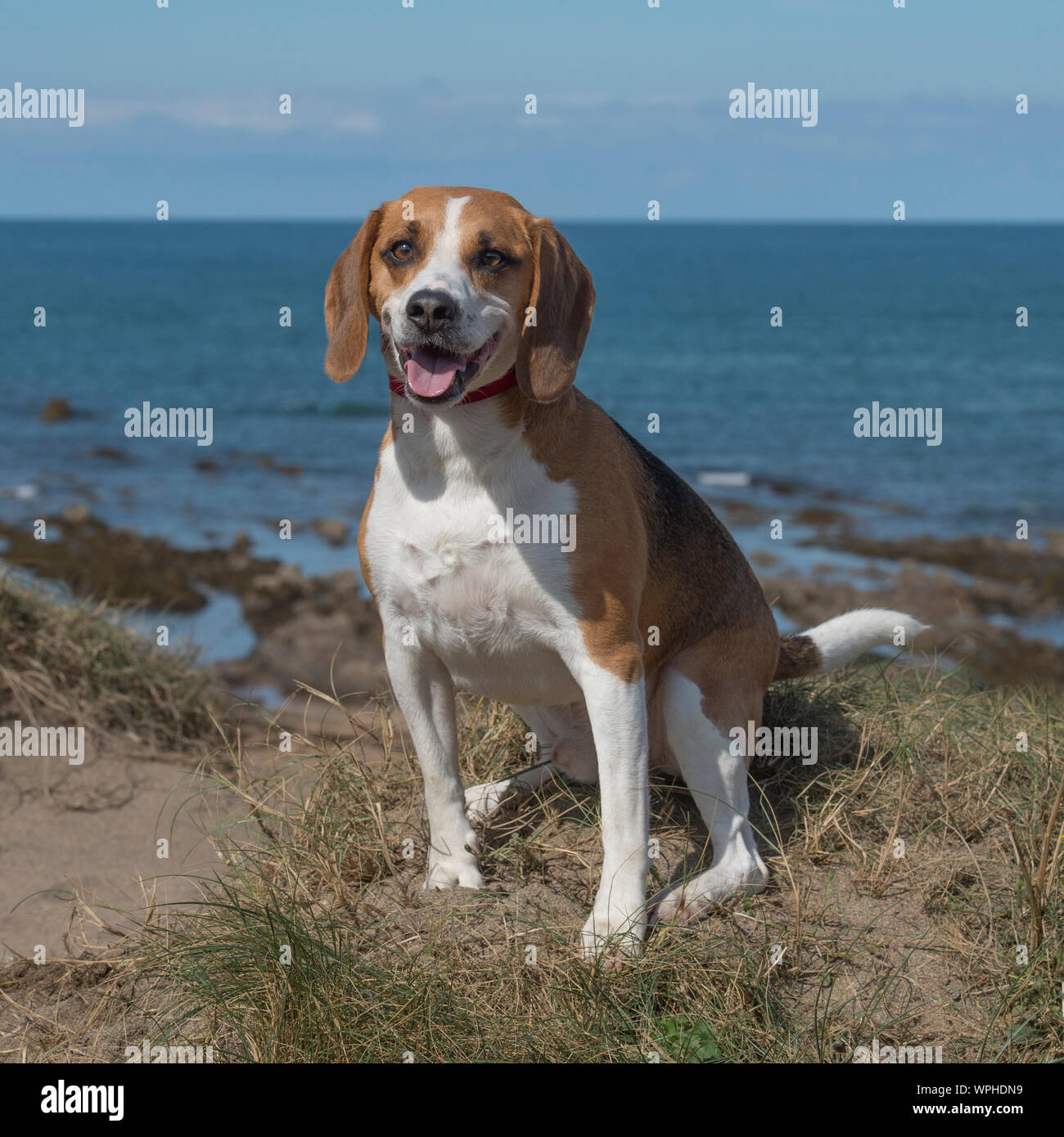 Beagle sitting hi-res stock photography and images - Alamy