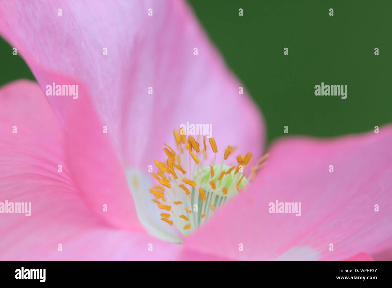 Up close pink poppy hi-res stock photography and images - Alamy
