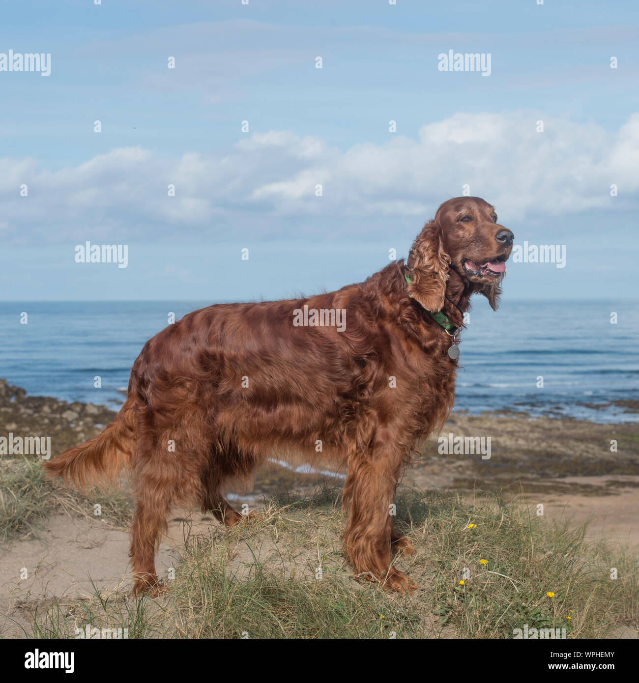 Irish beach sunny hi-res stock photography and images - Alamy
