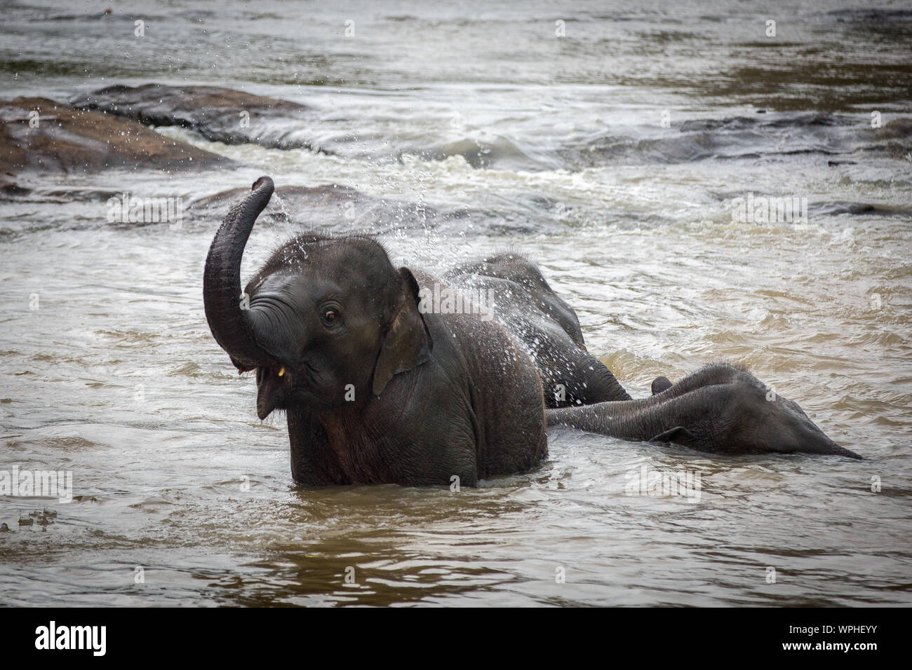 Two elephants in water hi-res stock photography and images - Alamy