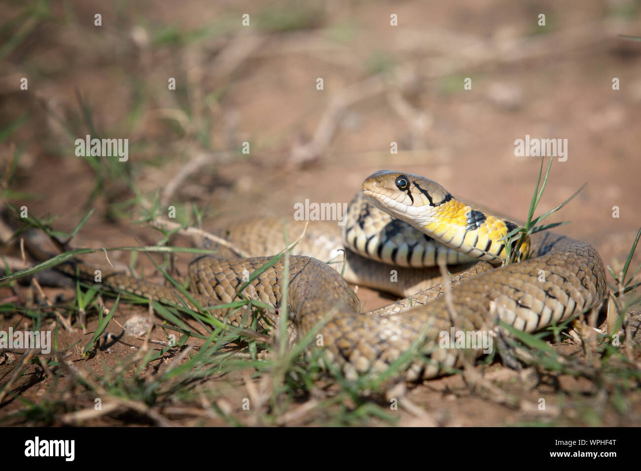 Close up head of snake Stock Photo - Alamy