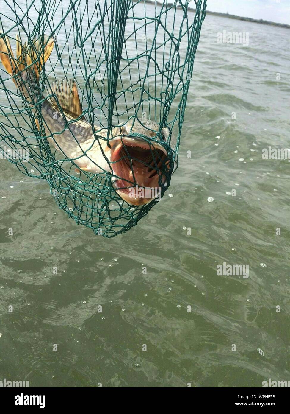 Open mouth fish hi-res stock photography and images - Alamy