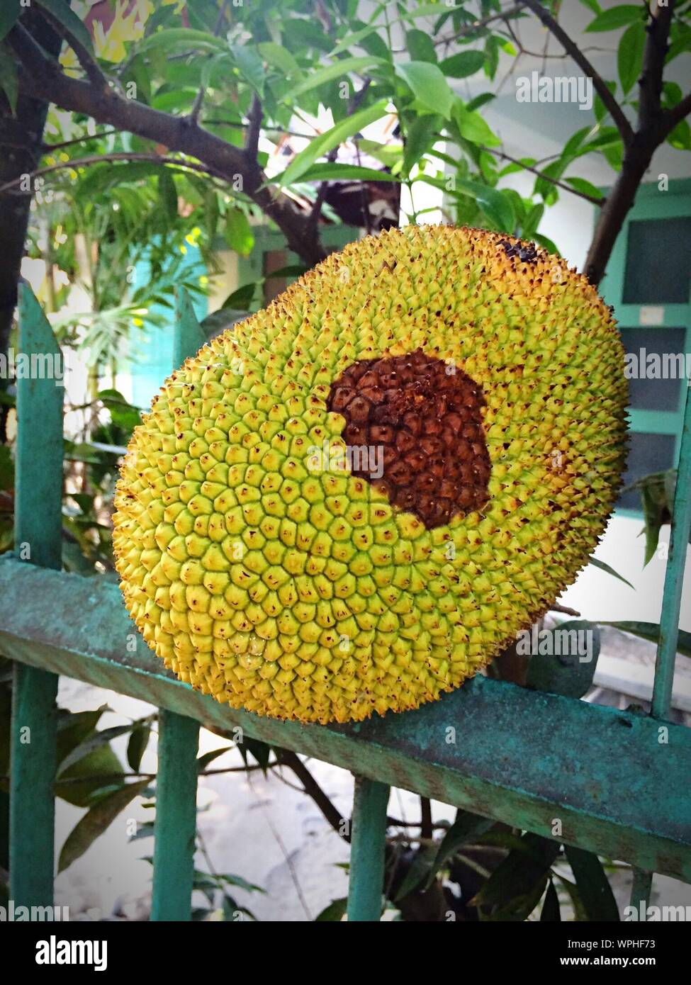 Jackfruit Pattern High Resolution Stock Photography and Images - Alamy