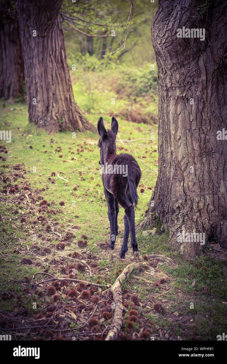 Young Donkey Beside Tree Stock Photo - Alamy