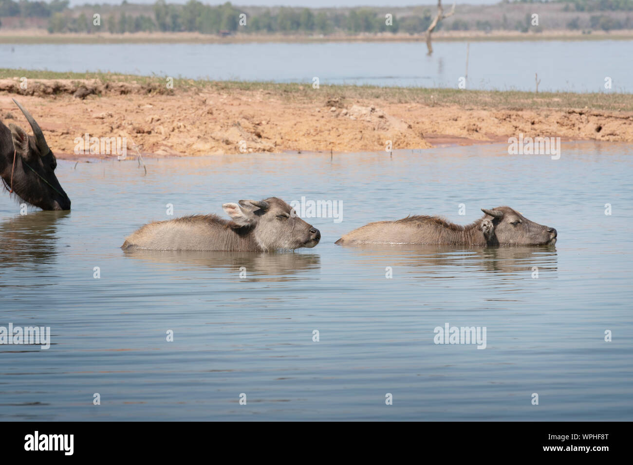 small water buffalo in the river Stock Photo - Alamy