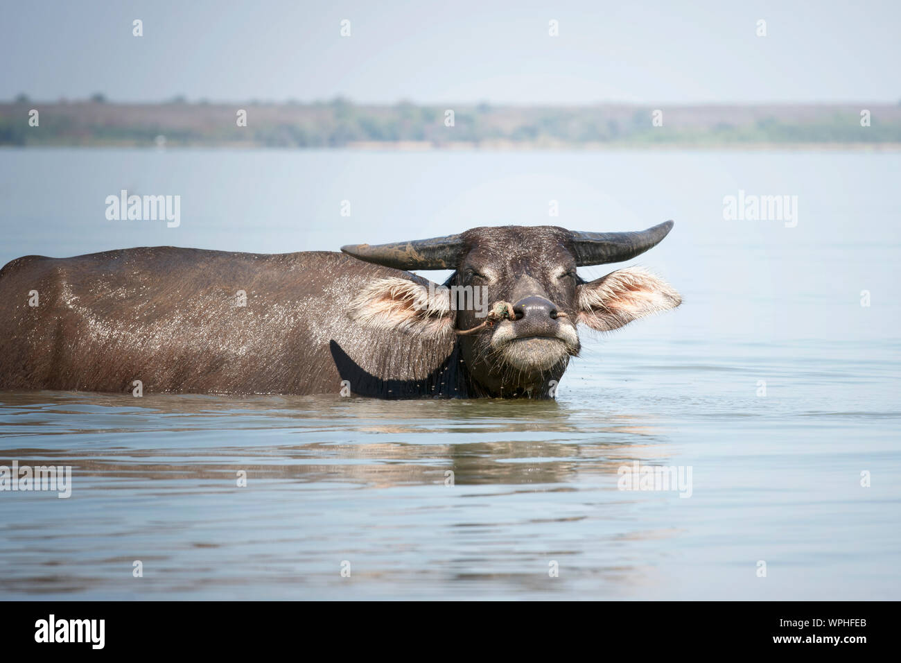 Water buffalo in the river Stock Photo - Alamy