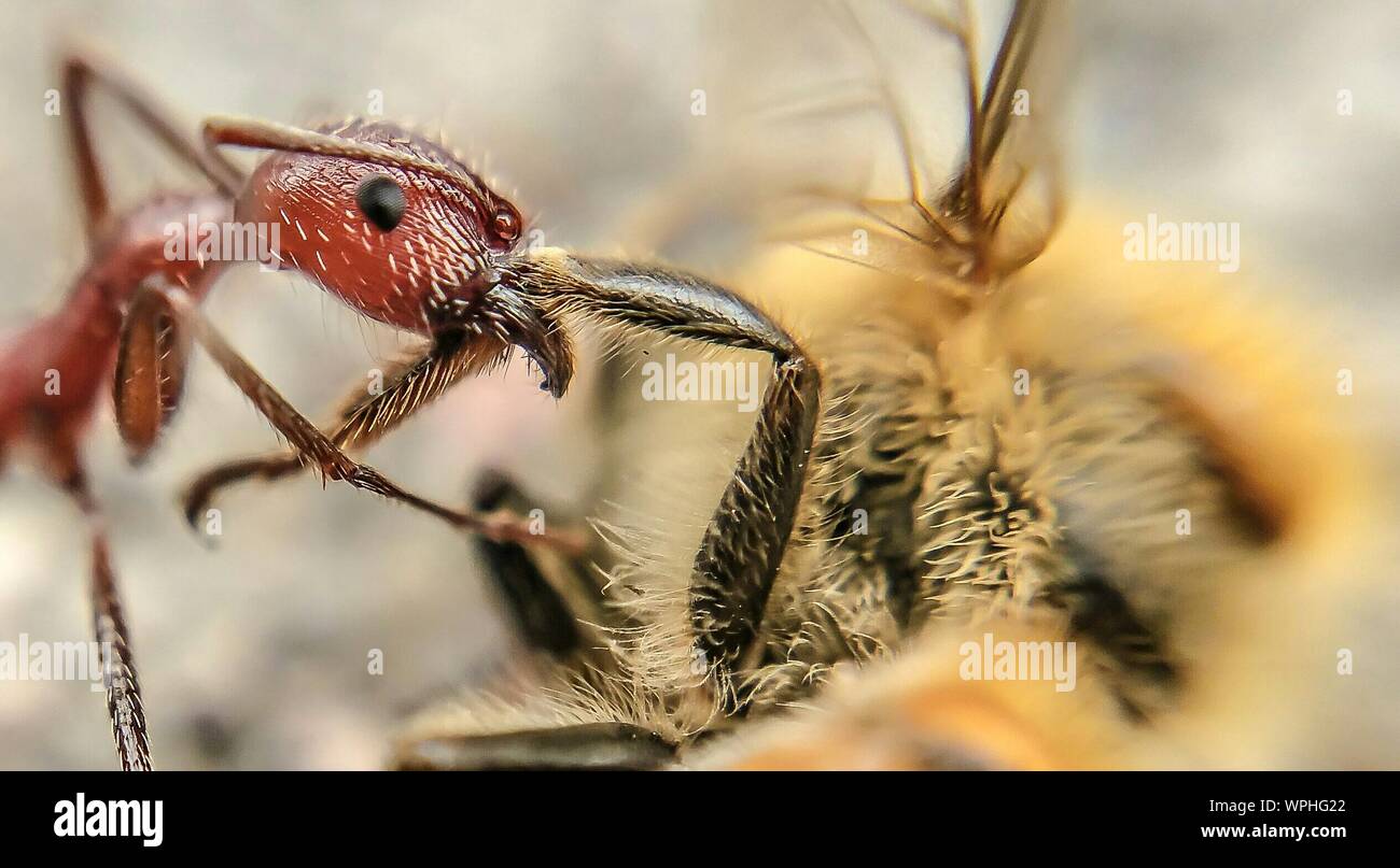 Wild bee honey hunting hi-res stock photography and images - Alamy
