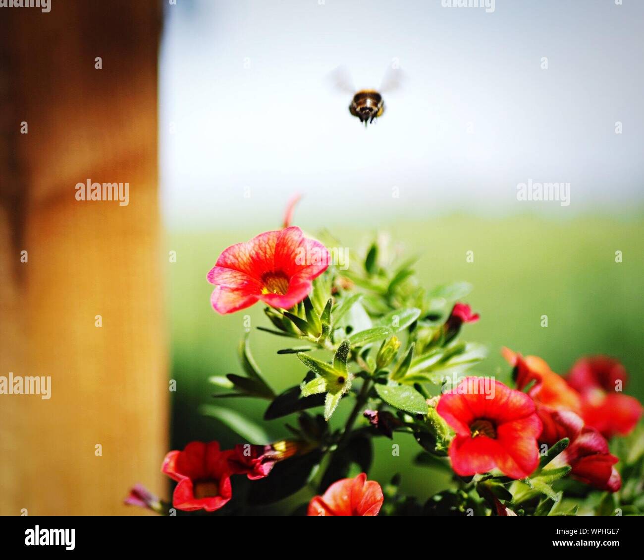 Bee flying over flower hi-res stock photography and images - Alamy