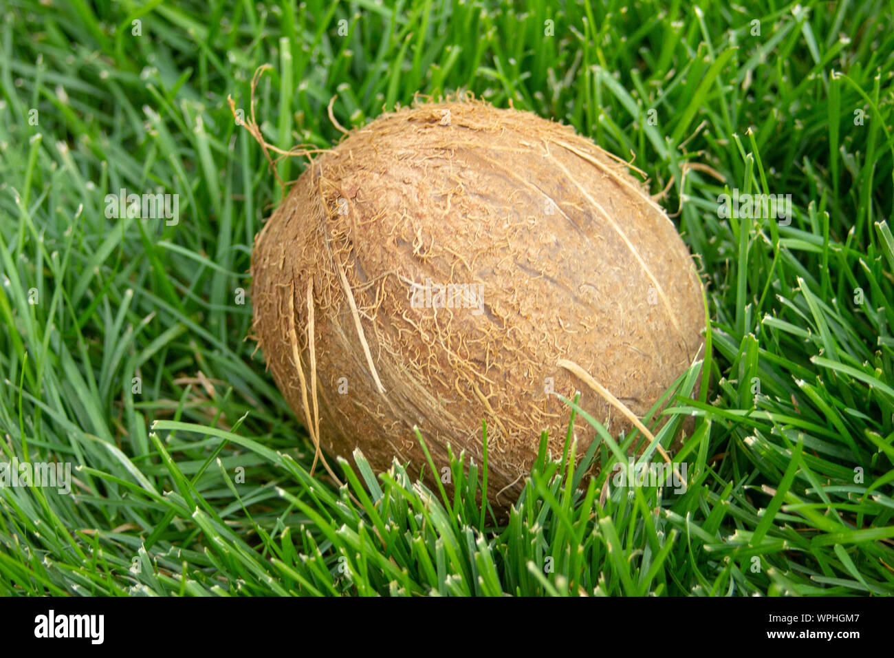 The photo of a whole coconut on the green grass. Vegetarian and healthy ...