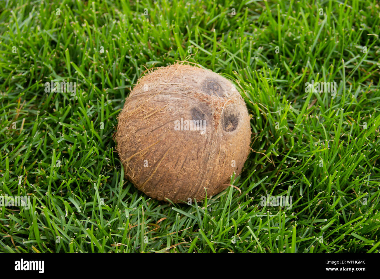 The photo of a whole coconut on the green grass. Vegetarian and healthy ...