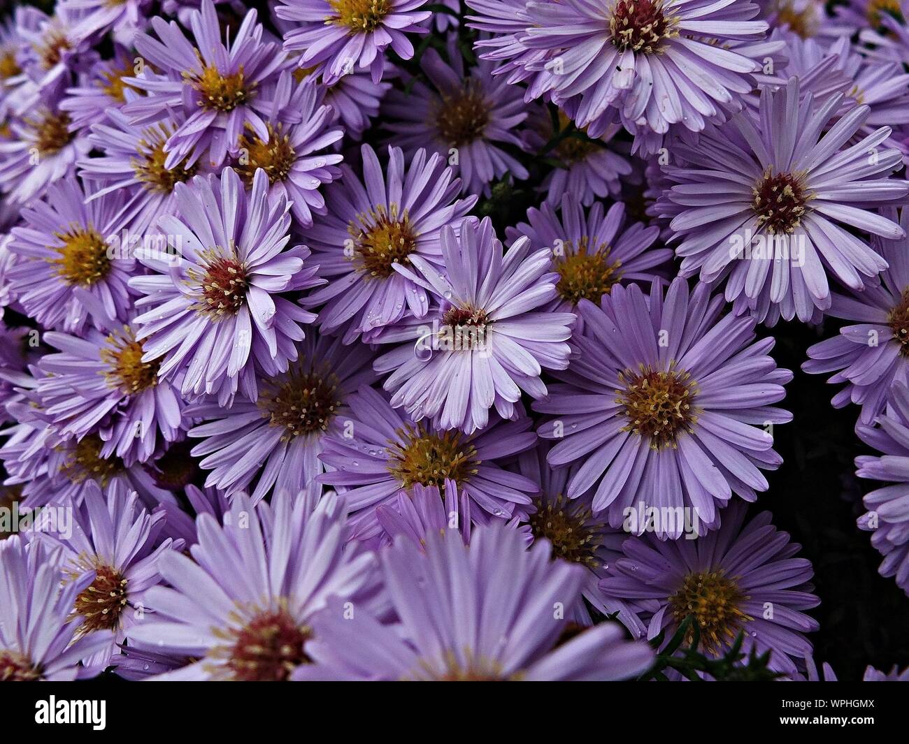 Purple Flowers High Resolution Stock Photography and Images - Alamy