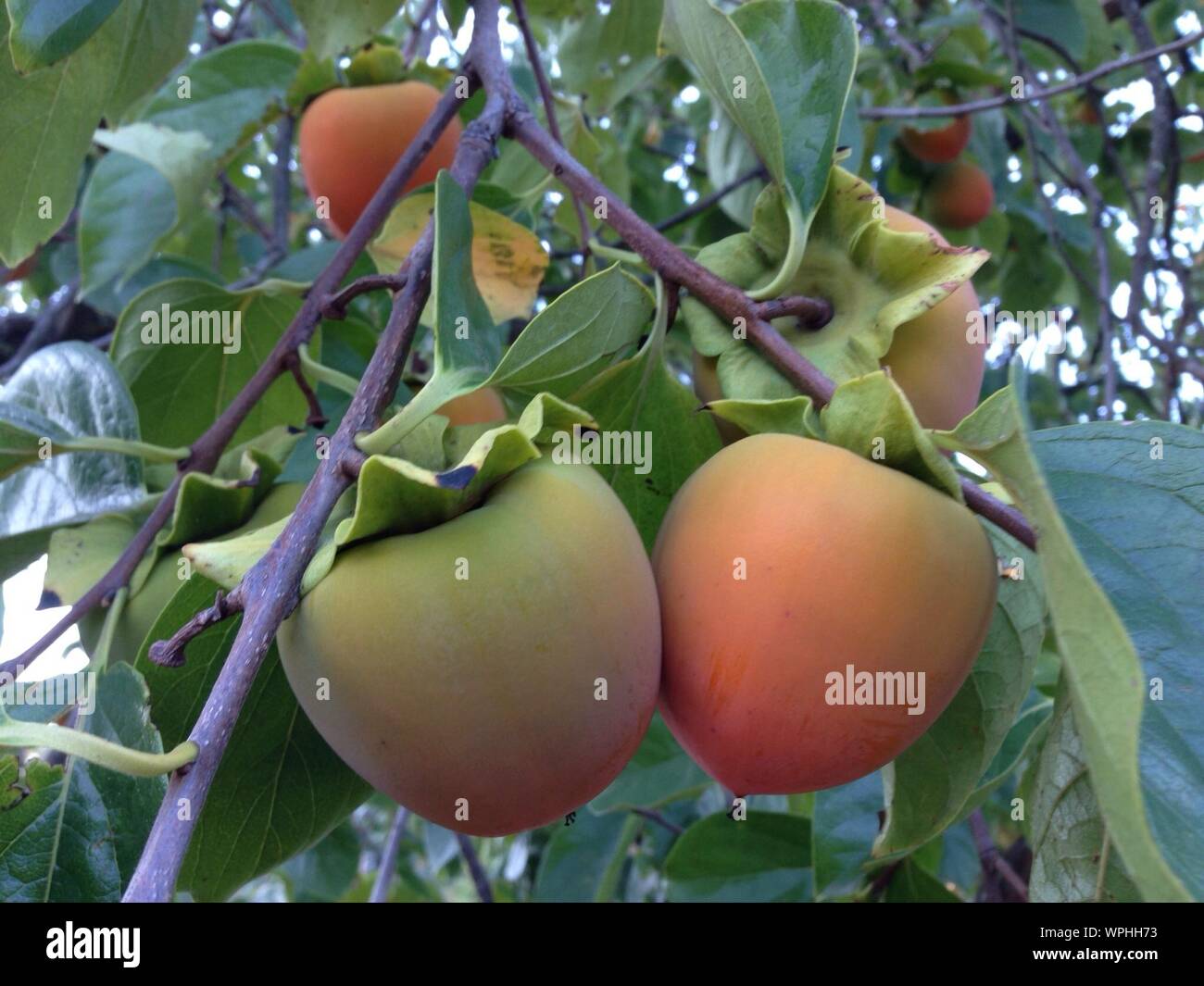 Khaki Fruit Tree High Resolution Stock Photography and Images - Alamy