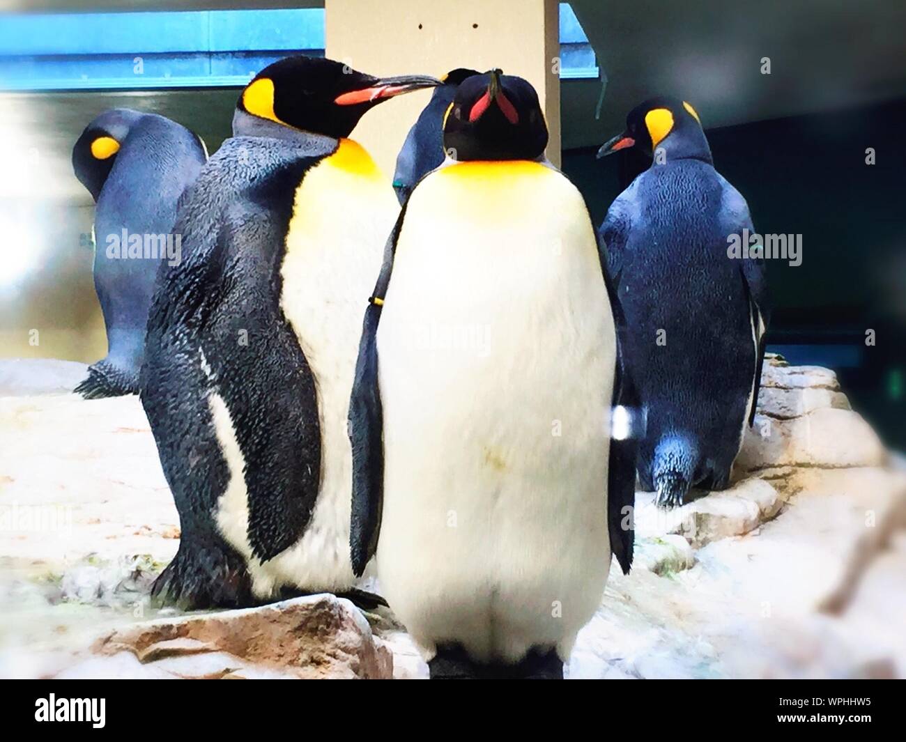 Penguin five hi-res stock photography and images - Alamy