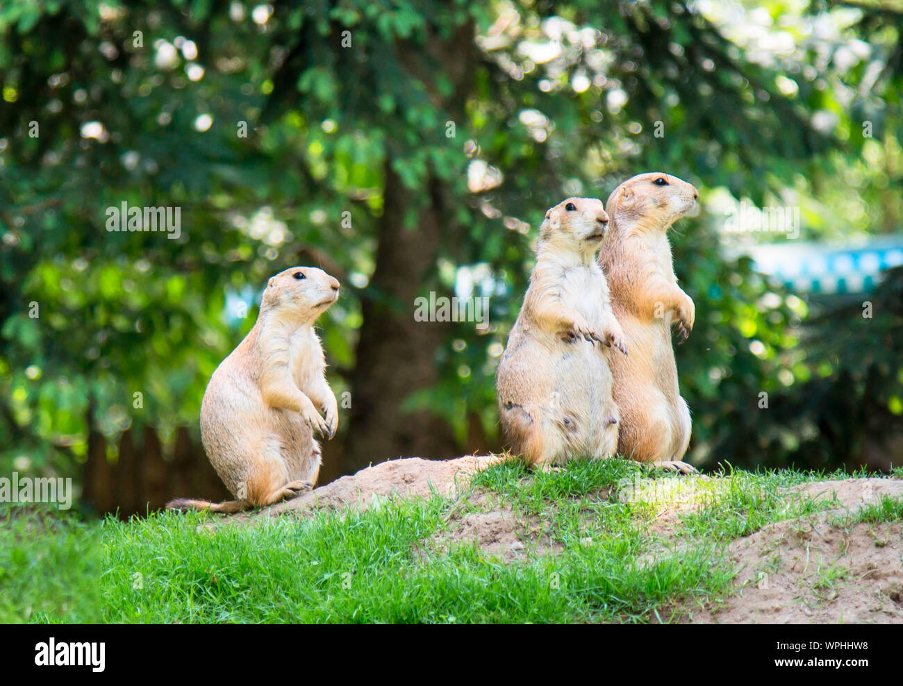Three marmots hi-res stock photography and images - Alamy
