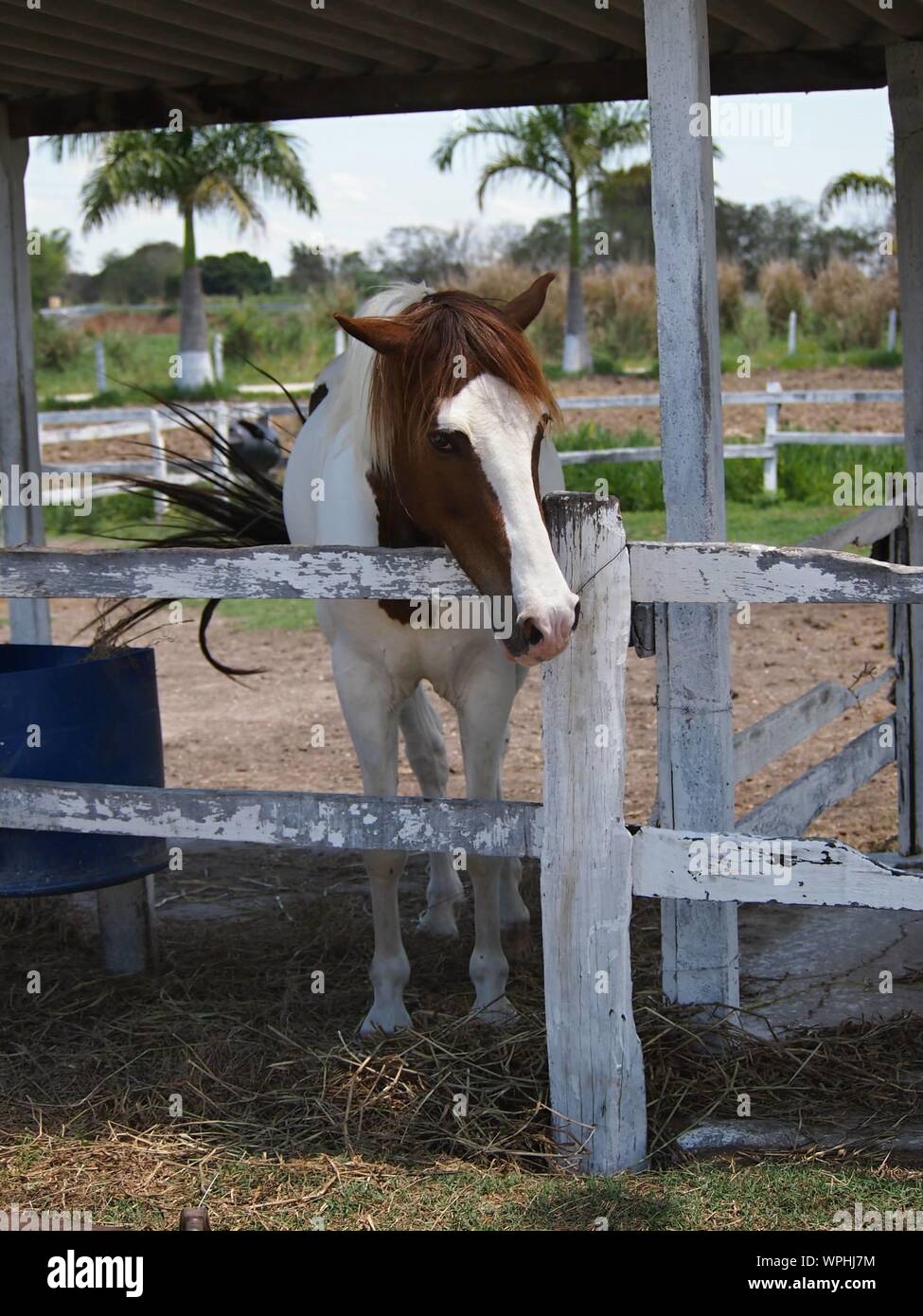 Horse pen hi-res stock photography and images - Alamy