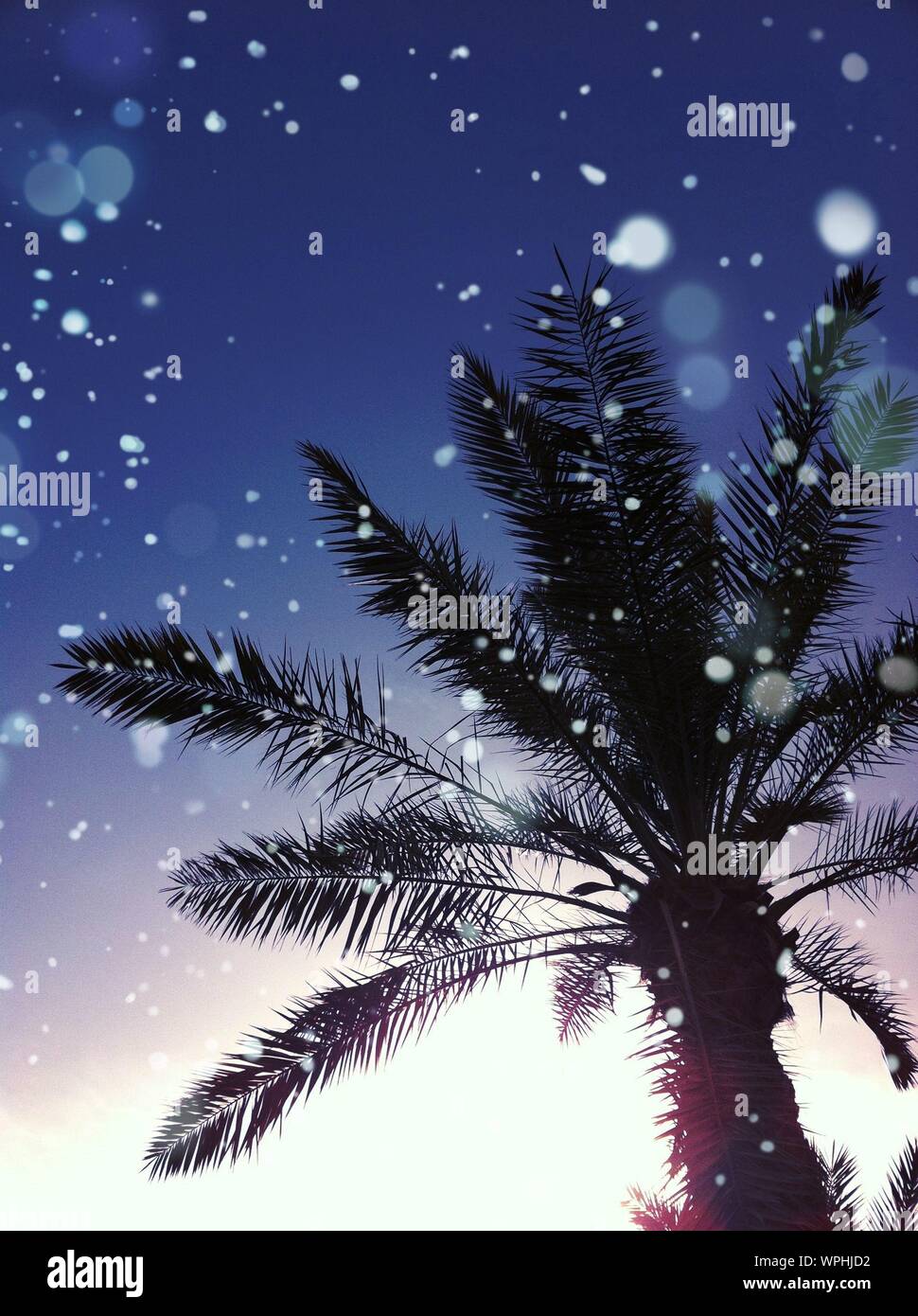 Snowy Palm Tree High Resolution Stock Photography and Images - Alamy