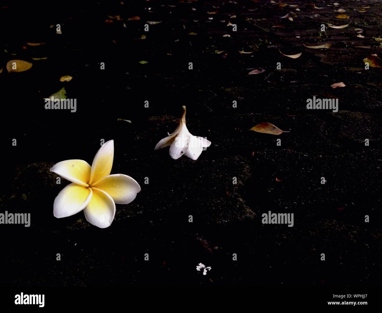Wilted leaves hi-res stock photography and images - Alamy