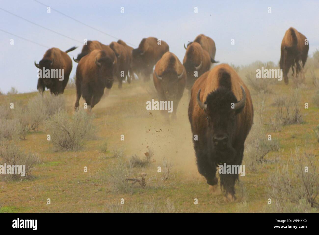 Bison herd motion hi-res stock photography and images - Alamy
