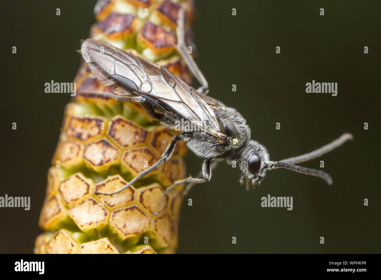 Sawfly close hi-res stock photography and images - Alamy
