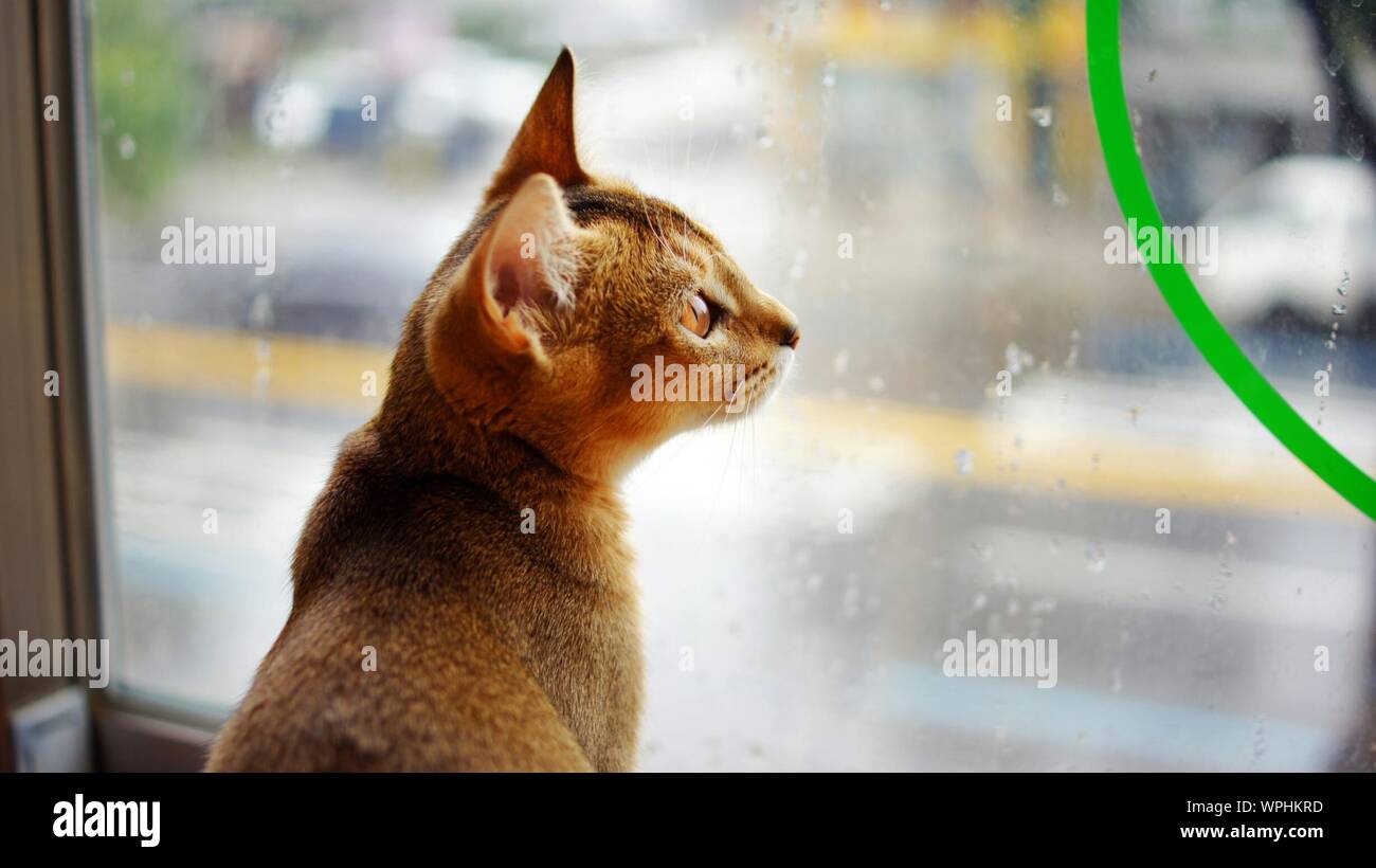 Cat Rain Window High Resolution Stock Photography and Images - Alamy