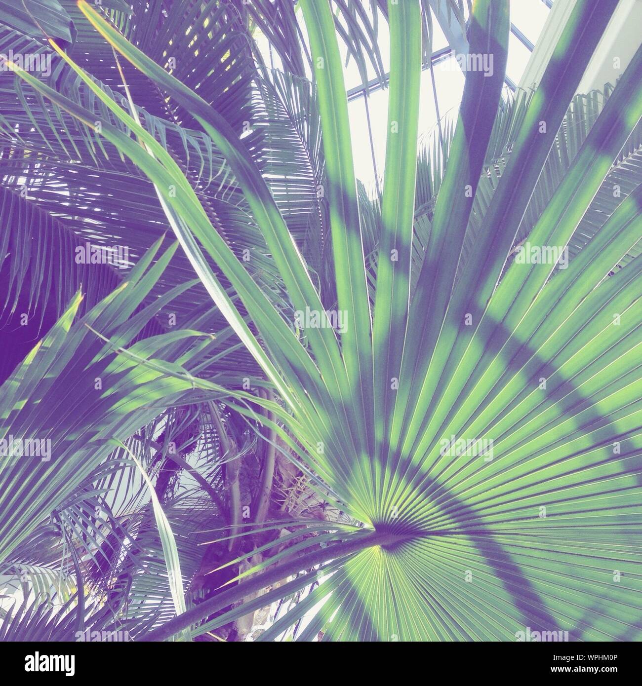 Palm tree fronds growth hi-res stock photography and images - Alamy