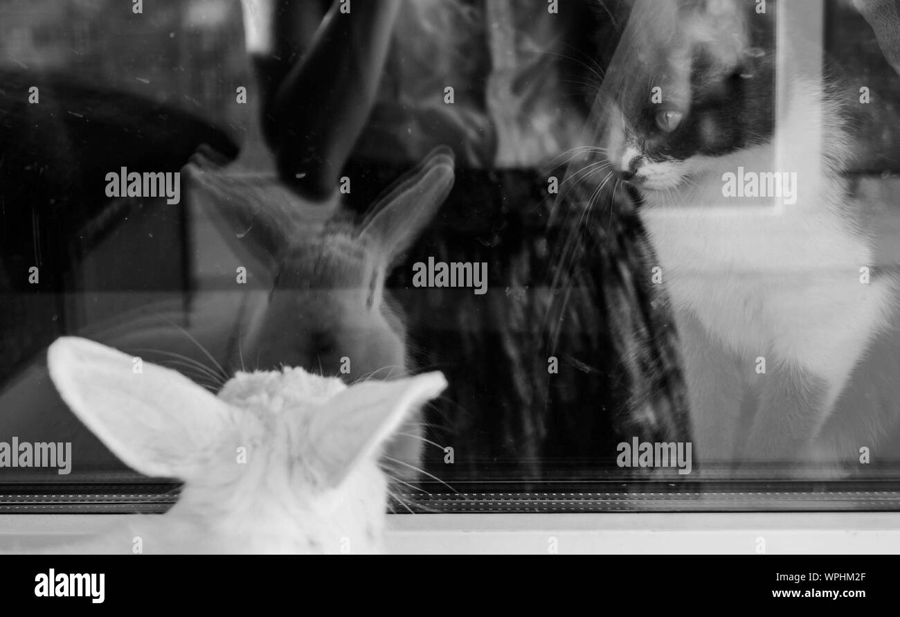 Rabbit And Cat High Resolution Stock Photography and Images - Alamy