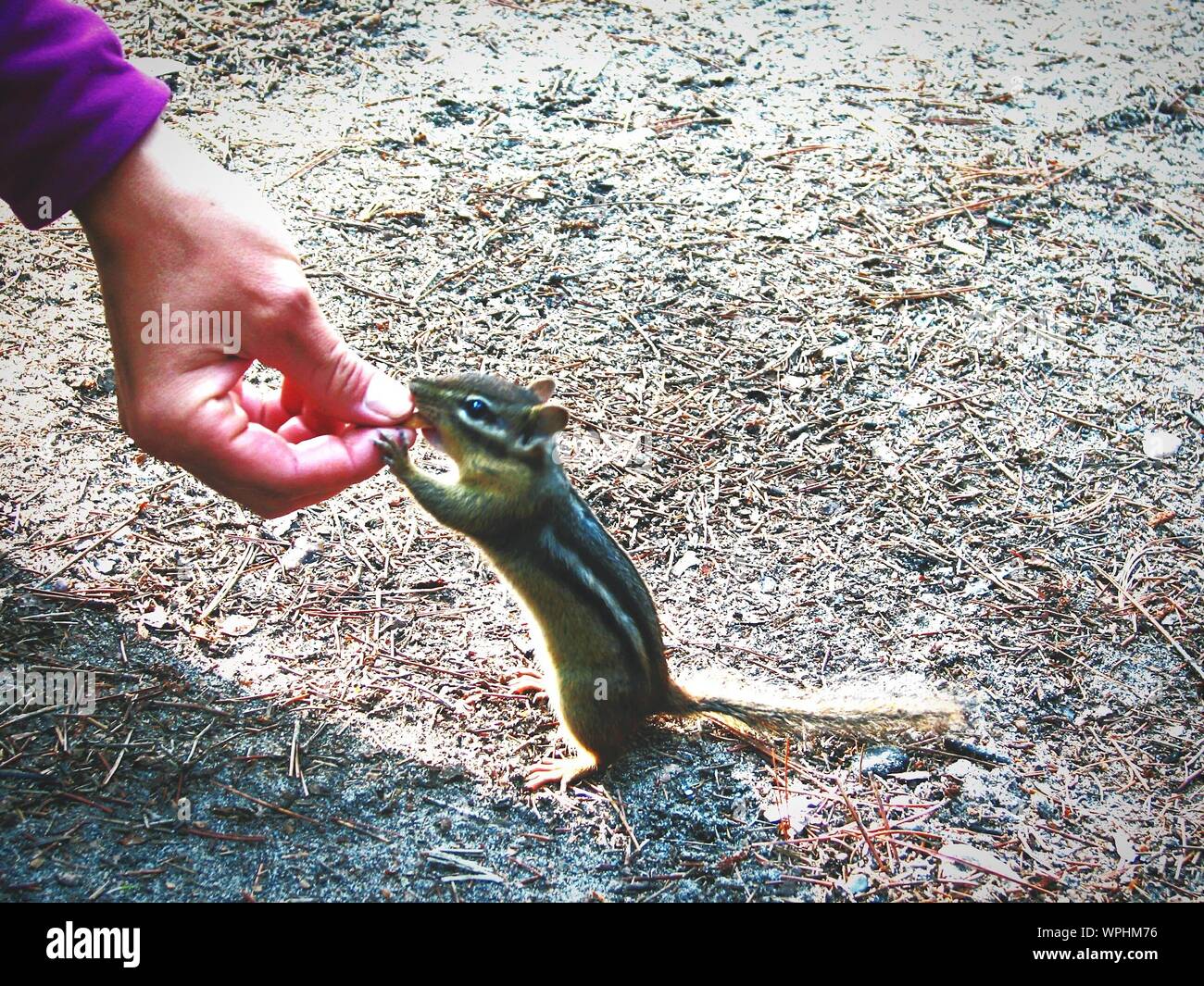 Purple squirrel hi-res stock photography and images - Alamy