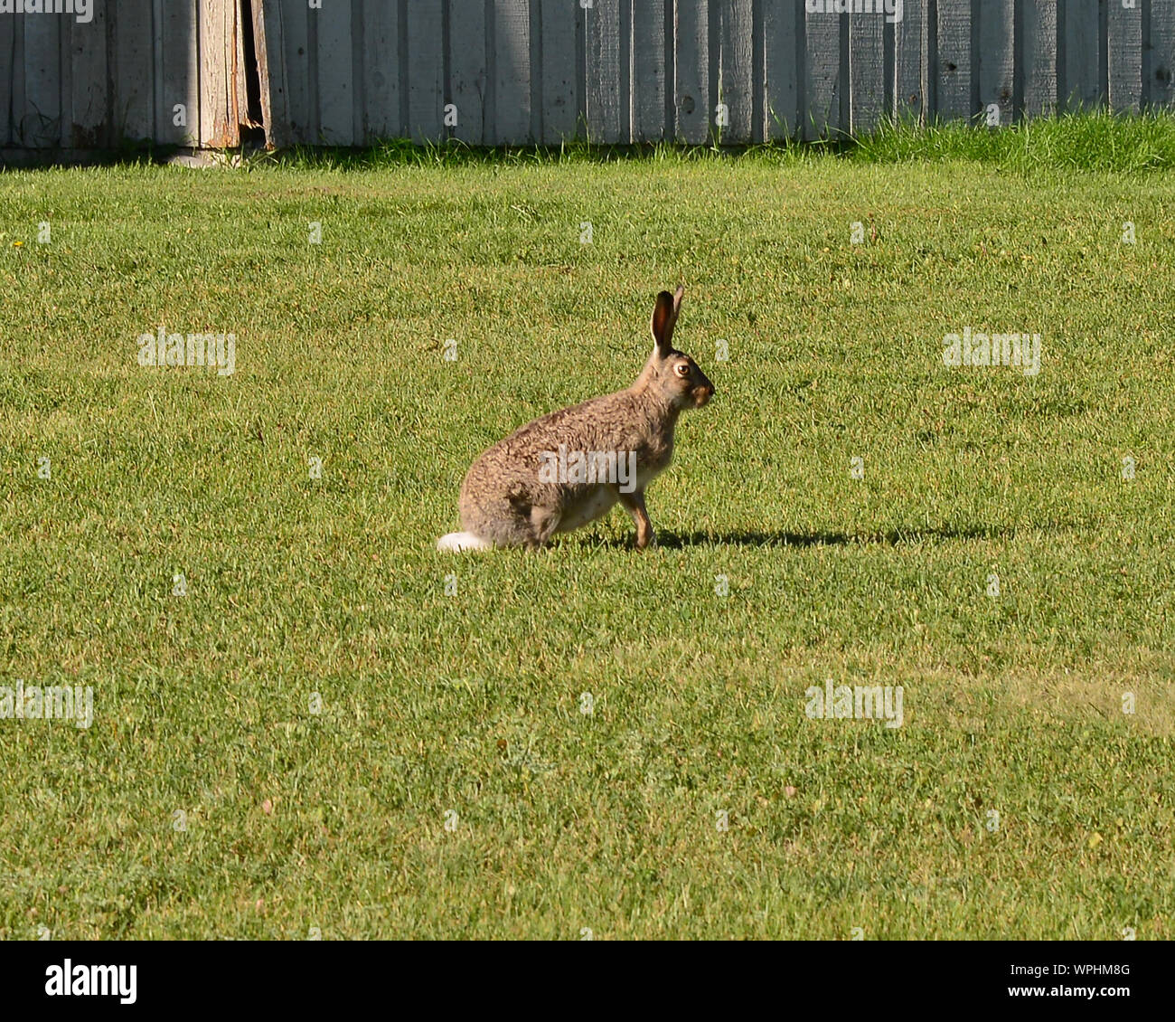 White tailed jackrabbit hi-res stock photography and images - Alamy