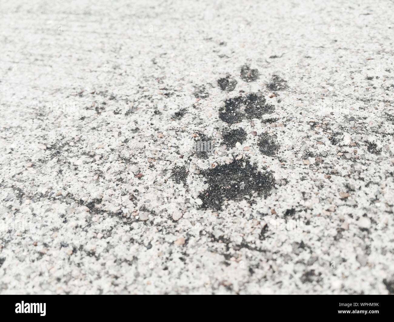 Dog footprint snow hi-res stock photography and images - Alamy