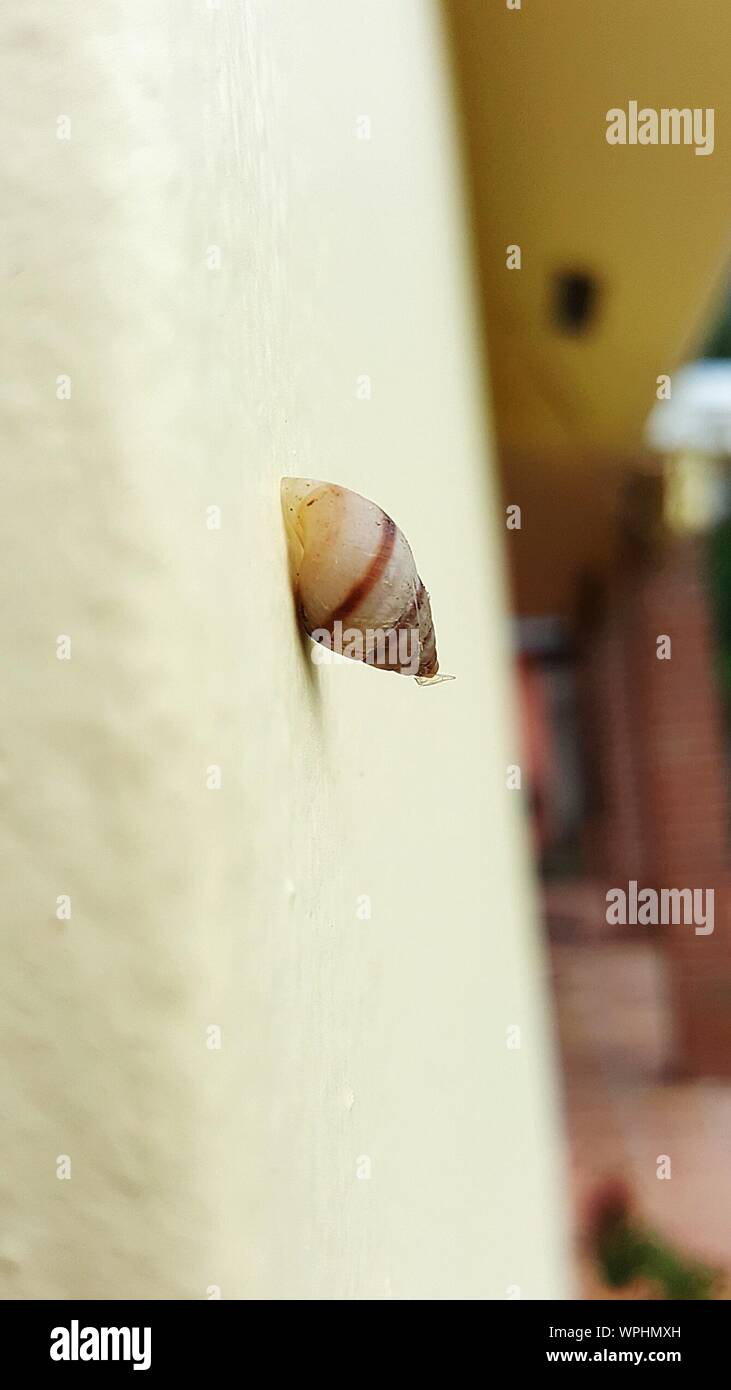 Snail Architecture High Resolution Stock Photography and Images - Alamy