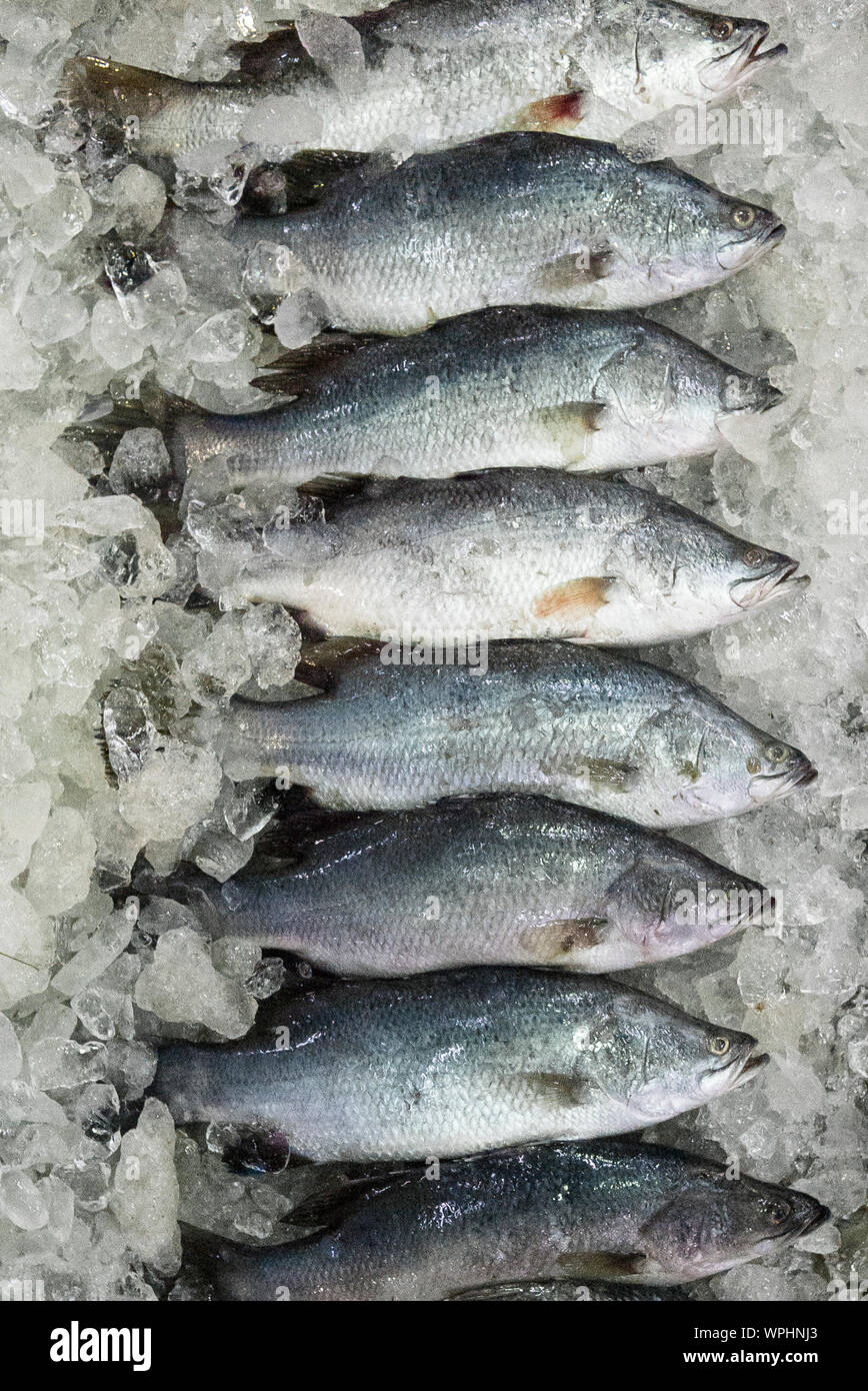 Ice fish hi-res stock photography and images - Alamy